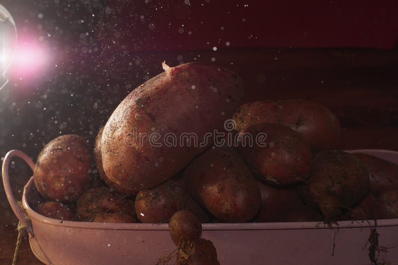 Young Potatoes, Just Dug Out of the Ground, Lie in a Tray on the Table ...