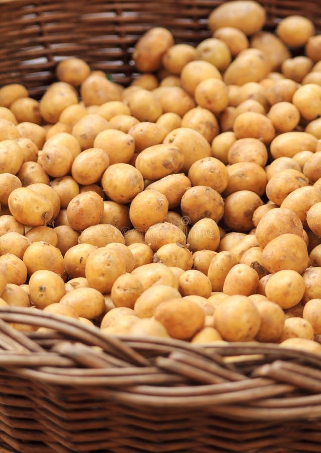 Young potatoes stock photo. Image of cooking, objects - 37668274