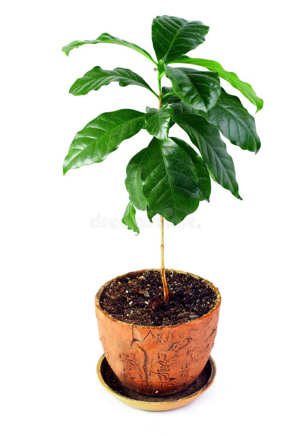 Young Potted Coffee Arabica Plant Isolated Stock Photo - Image of care ...