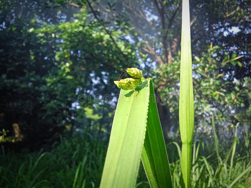 Young Praying Mantis on Corn Stock Image - Image of sitting, mantis ...