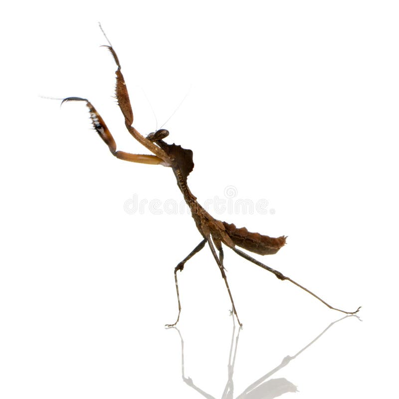 Young Praying Mantis on Corn Stock Image - Image of sitting, mantis ...