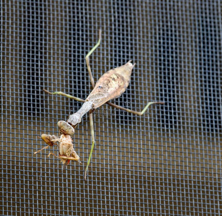 Young Praying Mantis Eating Live Stink Bug Stock Photo - Image of ...