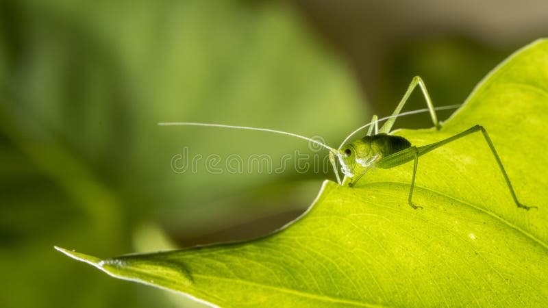 Young Praying Mantis on Corn Stock Image - Image of sitting, mantis ...