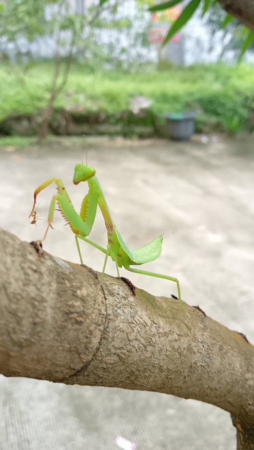 Young praying mantis stock photo. Image of tree, food - 262409564