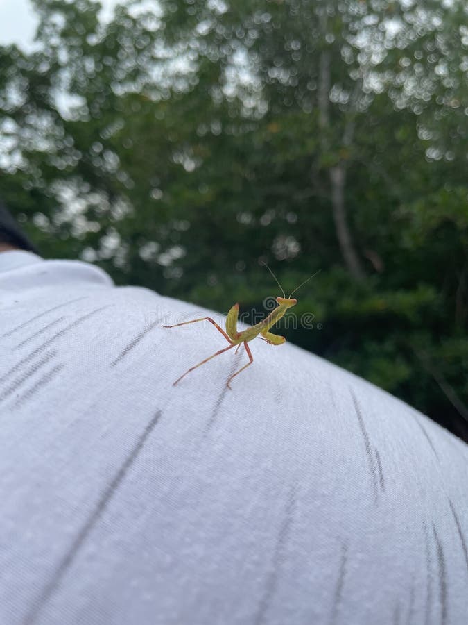Young Praying Mantis on Corn Stock Image - Image of sitting, mantis ...