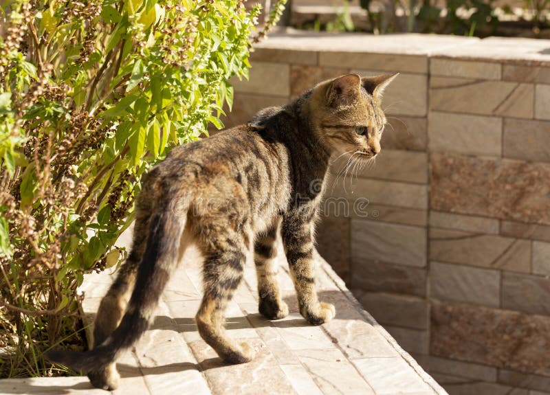 The Young Predator. Striped Cat Stock Image - Image of environment ...