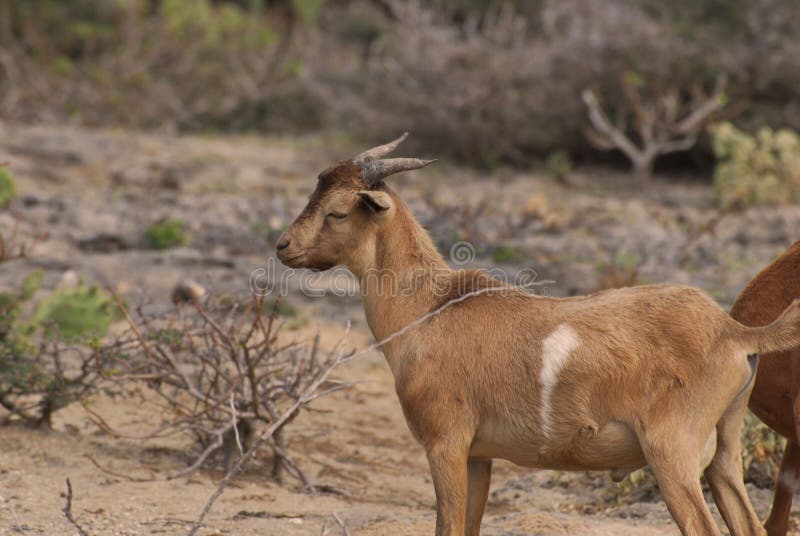 Goat Aruba Stock Photos - Free & Royalty-Free Stock Photos from Dreamstime