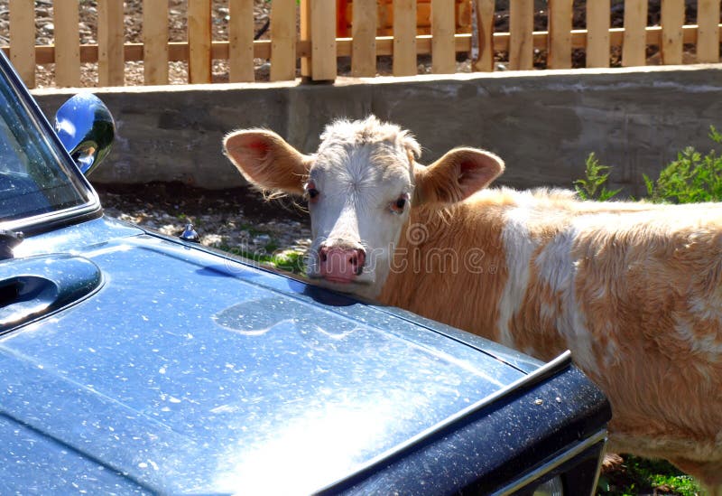 Young pretty calf stock image. Image of male, agricultural - 31473775