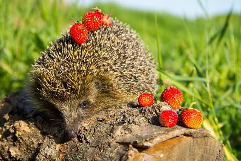 Hedgehog prickly thorn stock image. Image of isolated - 20073147