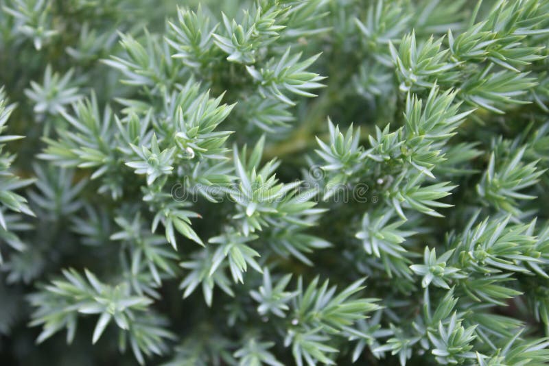Prickly bush stock photo. Image of macro, garden, nature - 9058144