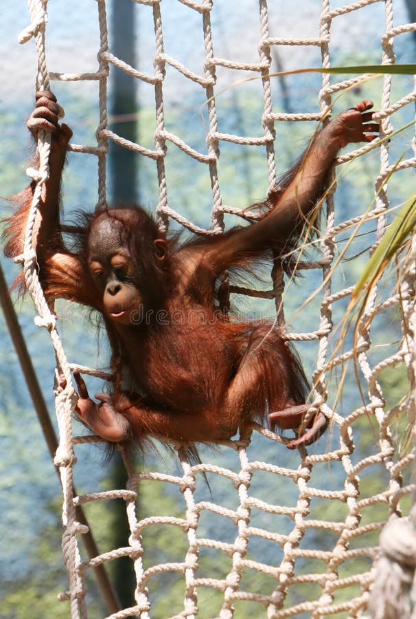 Young Primate stock image. Image of ropes, animal, primate - 2980787
