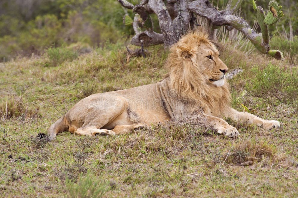 Young Prince stock photo. Image of carnivore, south, predator - 6980548