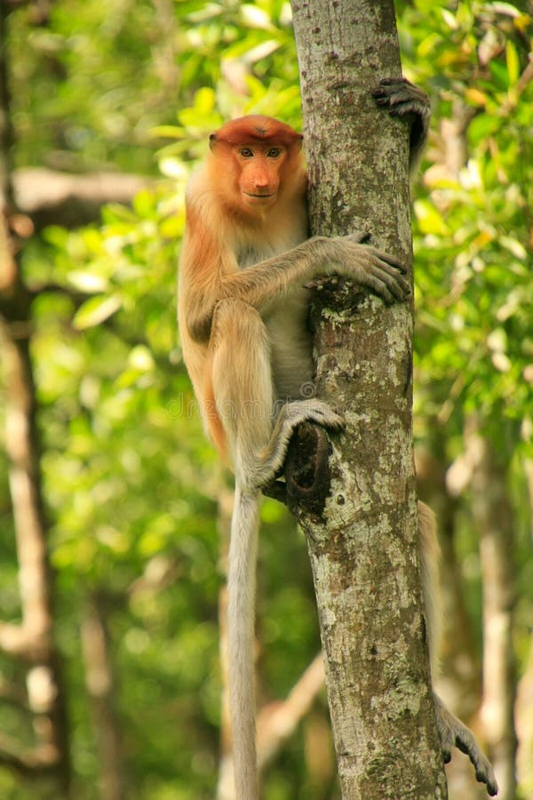 Young Proboscis Monkey Sitting on a Tree, Borneo Stock Photo - Image of ...