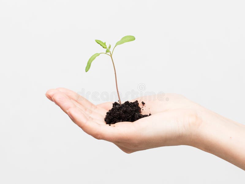 1,125 Plant Growing Process White Background Stock Photos - Free ...