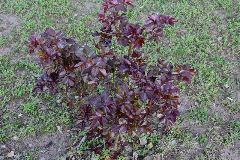 Young Pruned Rose Bush with Young Shoots of Leaves in Early Spring ...