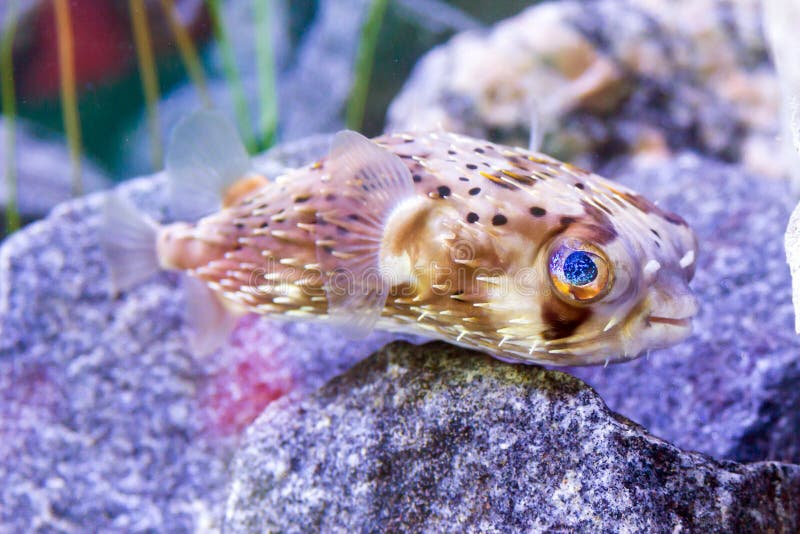 Young puffer fish stock image. Image of colourful, resting - 33069113