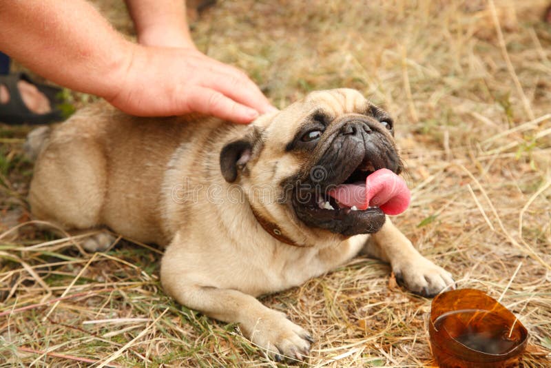 Young pug stock photo. Image of animal, cute, hand, closeup - 15487004