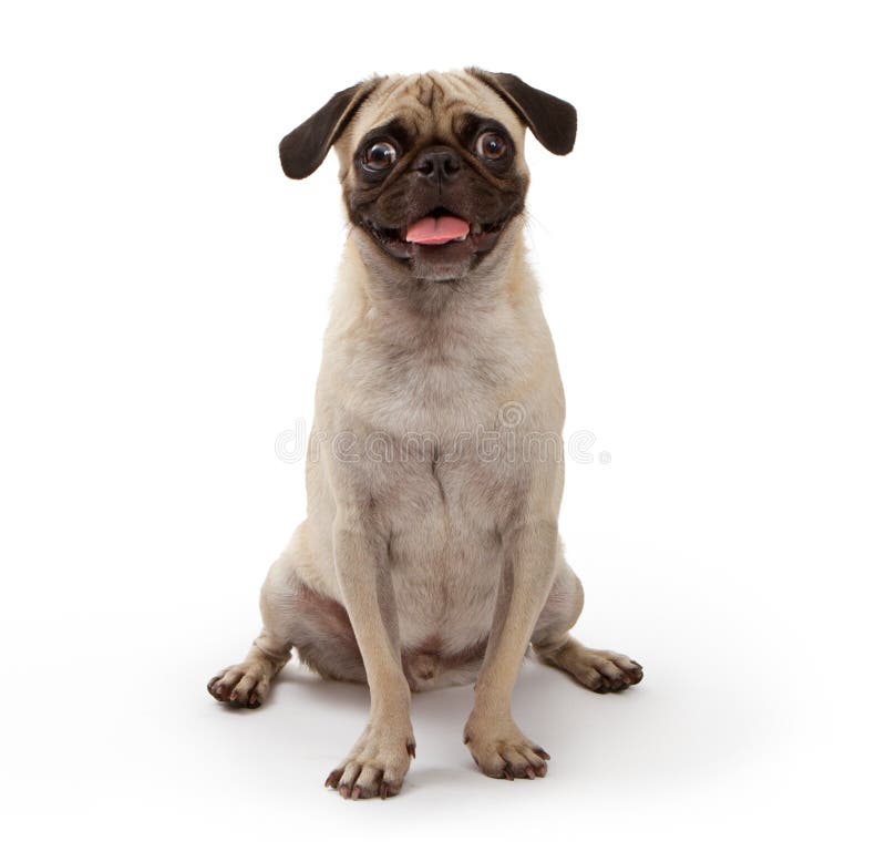 Rear View of a Pug Isolated on White Stock Photo - Image of animal ...