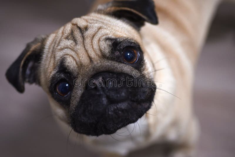 Young Pug Looks Up at the Host, Closeup Stock Photo - Image of people ...