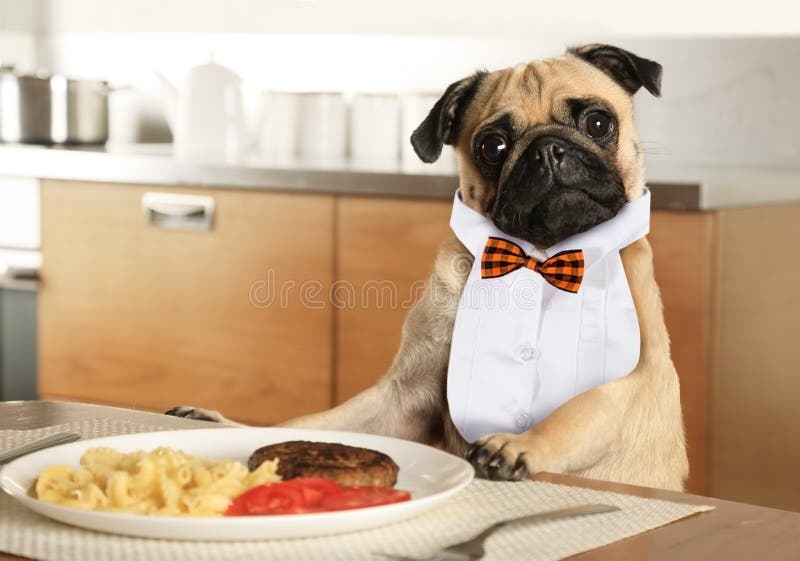 289 Pug Meal Stock Photos - Free & Royalty-Free Stock Photos from ...