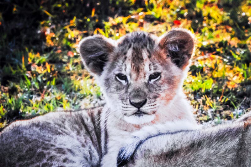 Baby Puma stock photo. Image of mammal, felis, animal - 32671038