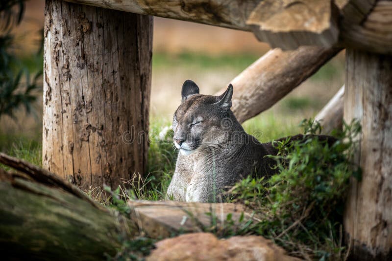 Young Puma Resting Under Tree, Close Up Stock Image - Image of predator ...