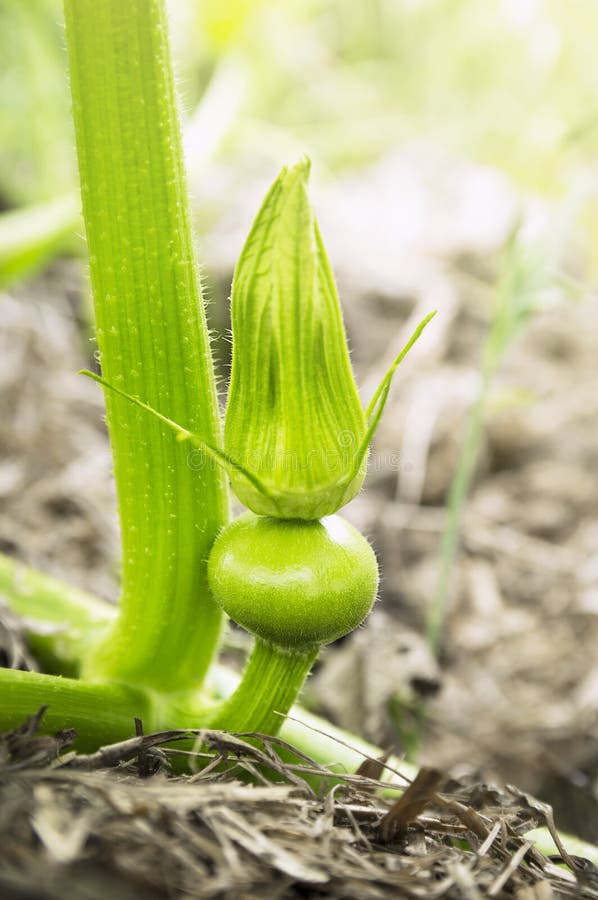 Young pumpkin stock photo. Image of gardening, sugar - 100058476