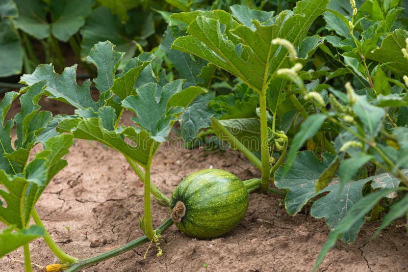 Young pumpkin on the field stock image. Image of fresh - 251779893
