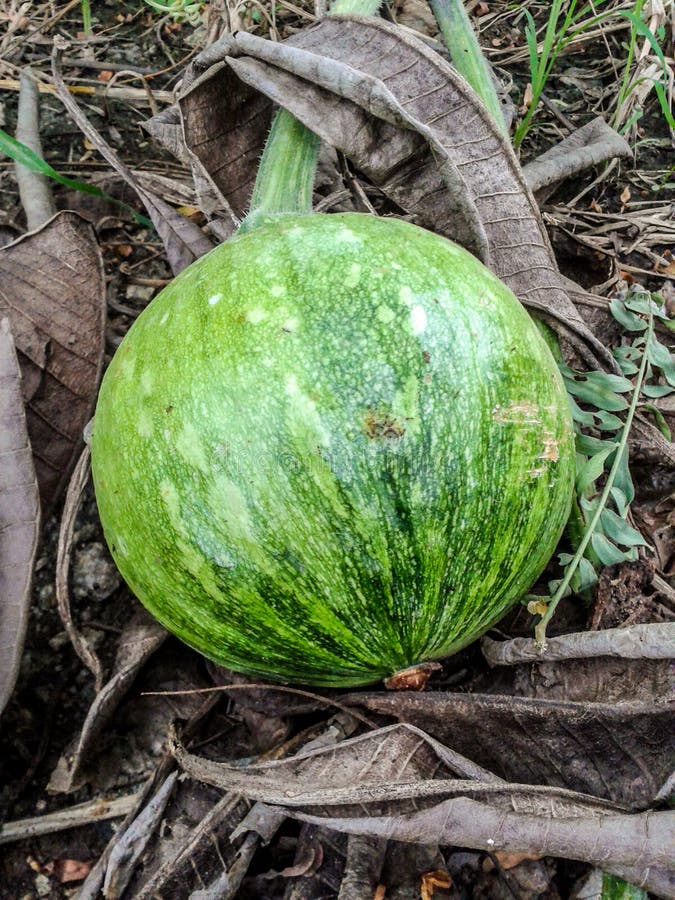 Young pumpkin stock photo. Image of gardening, sugar - 100058476