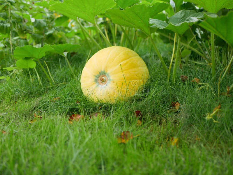 Young Pumpkin on the Grass. Immature Pumpkin Stock Photo - Image of ...