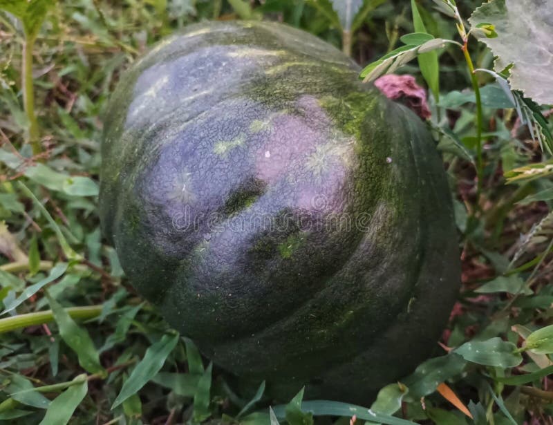 Young pumpkin stock photo. Image of gardening, sugar - 100058476