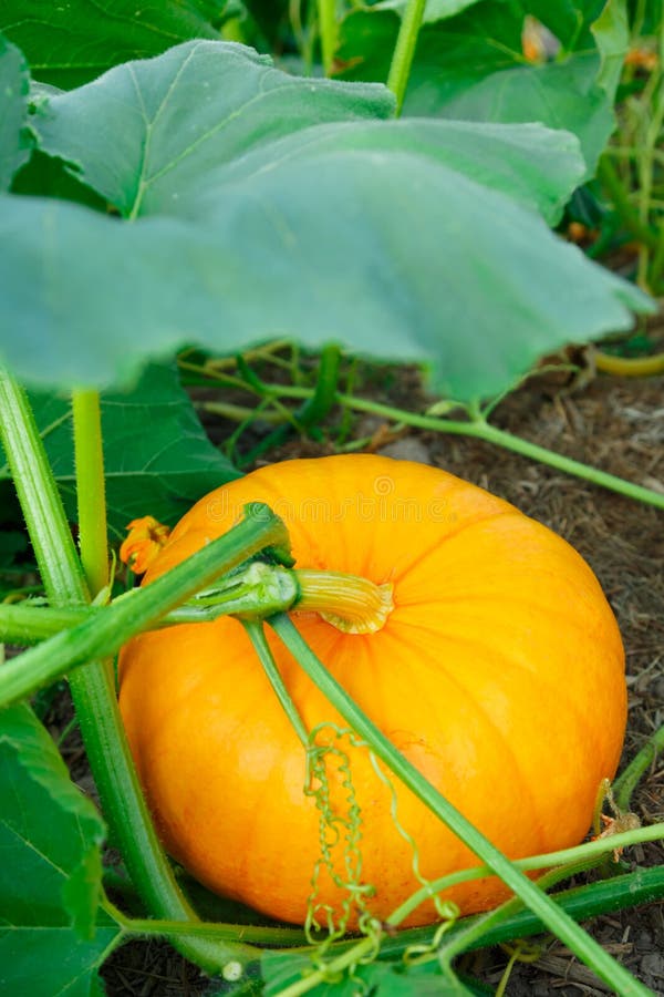 Young Pumpkin Growing in the Garden Stock Photo - Image of soil, meal ...