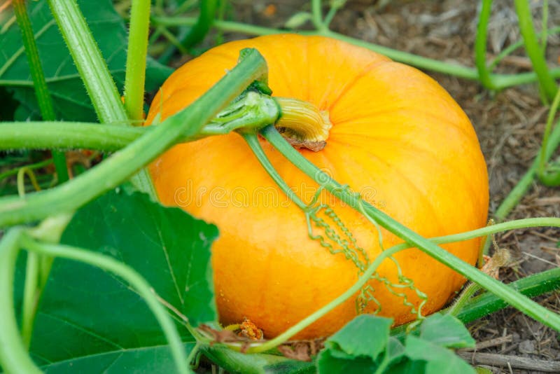 Young Pumpkin Growing in the Garden Stock Photo - Image of pure ...