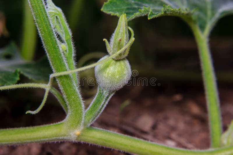 Young pumpkin stock photo. Image of fresh, natural, harvesting - 79702738