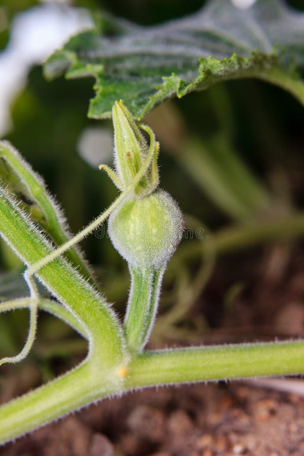 Young pumpkin stock photo. Image of growth, lines, agricultural - 79702742