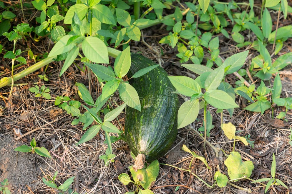 Young pumpkin stock image. Image of pumpkin, ground - 359790693
