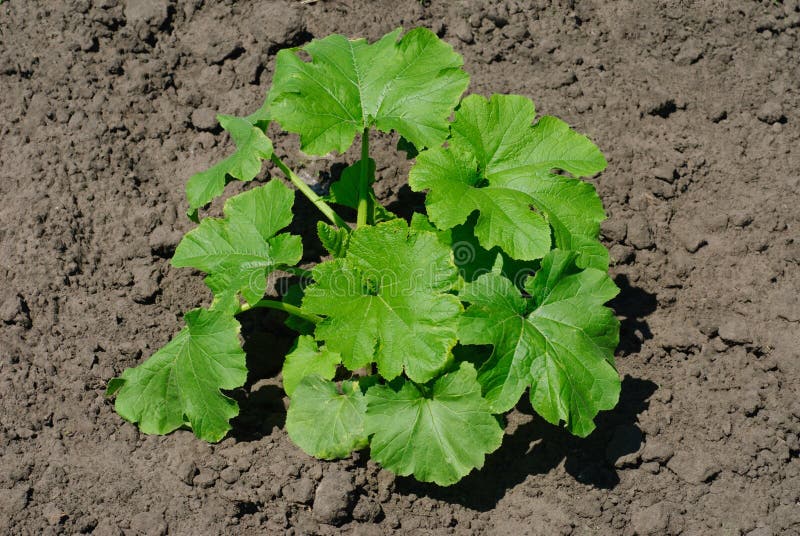 Young pumpkin stock photo. Image of gardening, sugar - 100058476