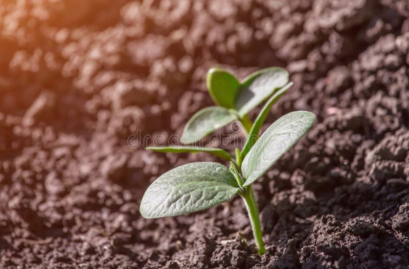 Young Pumpkin Sprouts in the Garden. Stock Photo - Image of ground ...