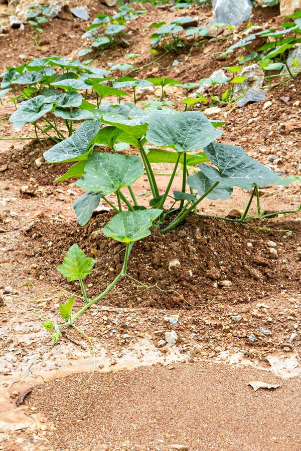 Young pumpkin trees stock image. Image of cultivation - 57994067