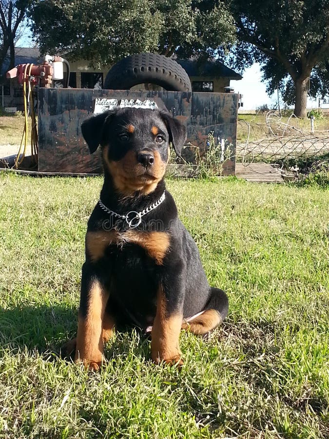 Young pupp editorial photo. Image of sits, young, pupp - 49679616