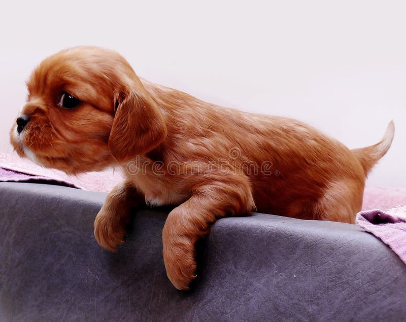 Young puppy stock photo. Image of baby, puppy, young - 12462896