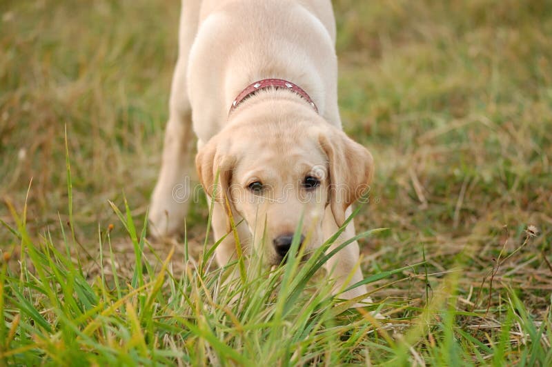Young puppy stock image. Image of little, furry, white - 13339201