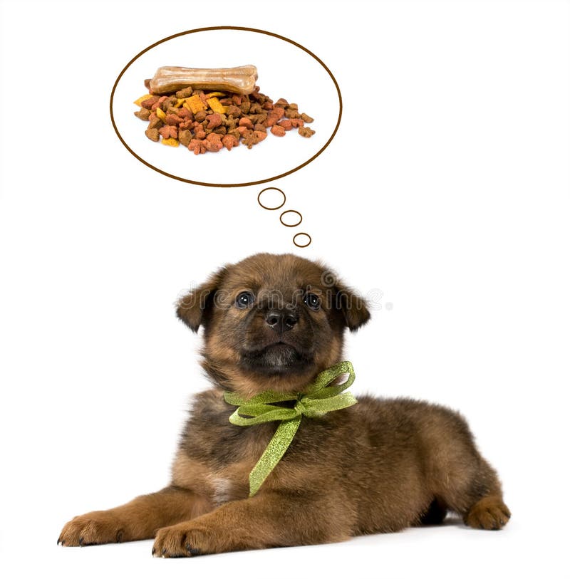 Young puppy stock photo. Image of cute, animal, black - 27071344