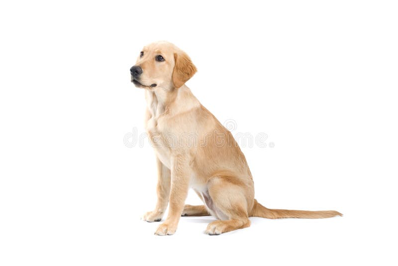 Young puppy stock photo. Image of canine, friendly, light - 2865994