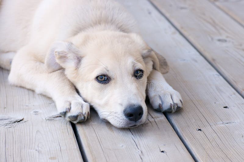 Young puppy stock photo. Image of deck, puppy, wood, young - 6002426