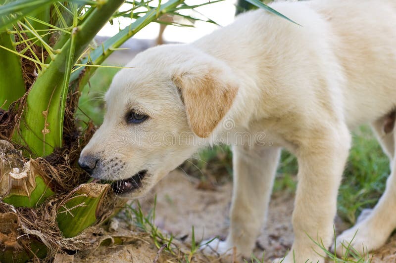 Young Puppy Chewing a Plant Stock Image - Image of furry, labrador ...