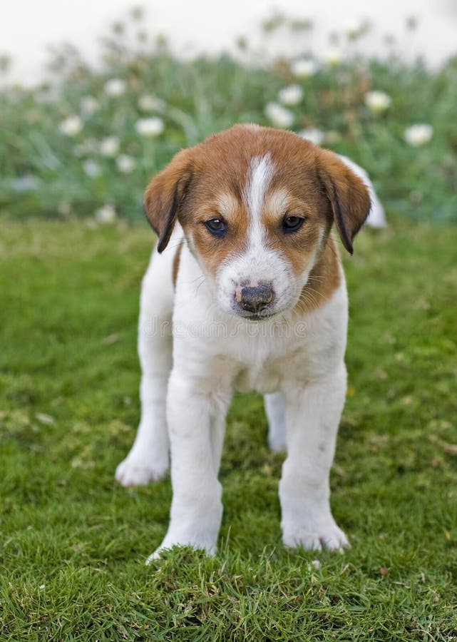 Young puppy in the garden stock photo. Image of garden - 13709528