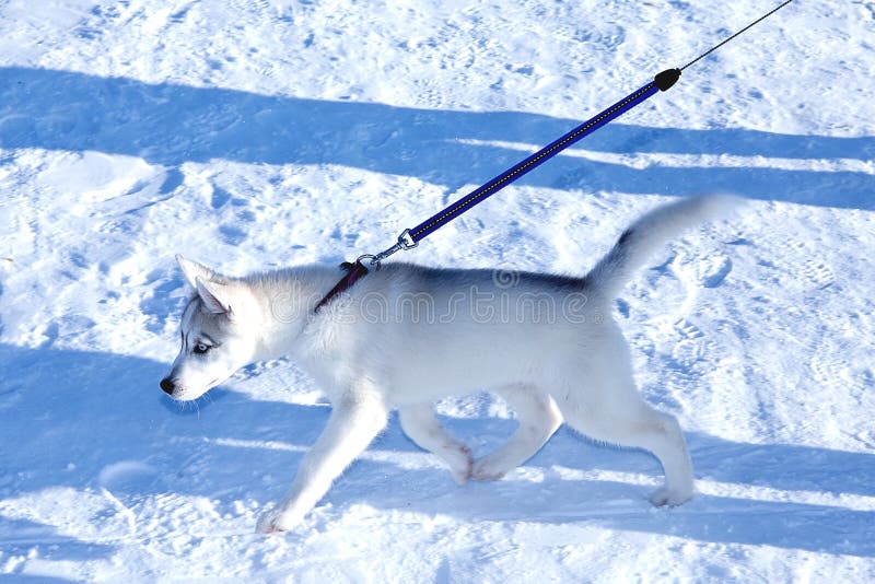 Striding Husky Stock Photos - Free & Royalty-Free Stock Photos from ...