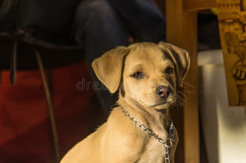 Young puppy stock image. Image of daytime, young, adorable - 97229439