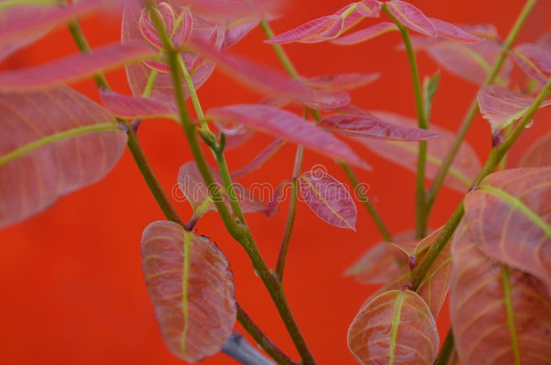 455 Young Longan Tree Stock Photos - Free & Royalty-Free Stock Photos ...